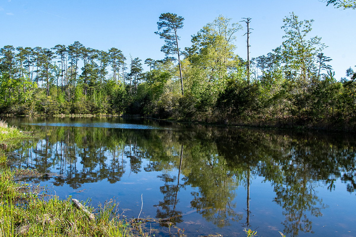 Bartlett Pond
